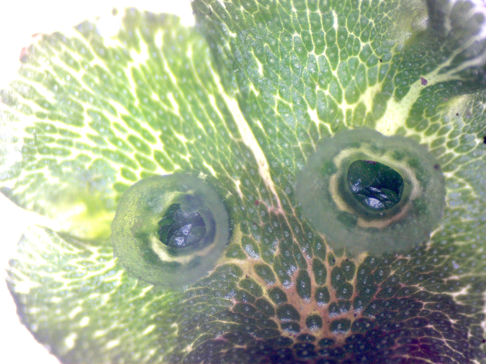 Bryophytes (under construction) – Transdisciplinary Research Science